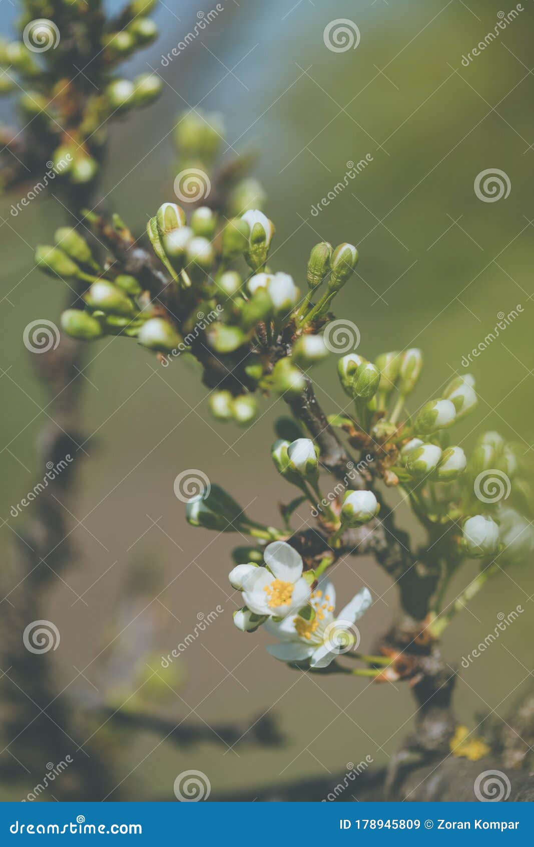 Plum White Open and Semi-open Flowers on Tree Branch at Spring with ...