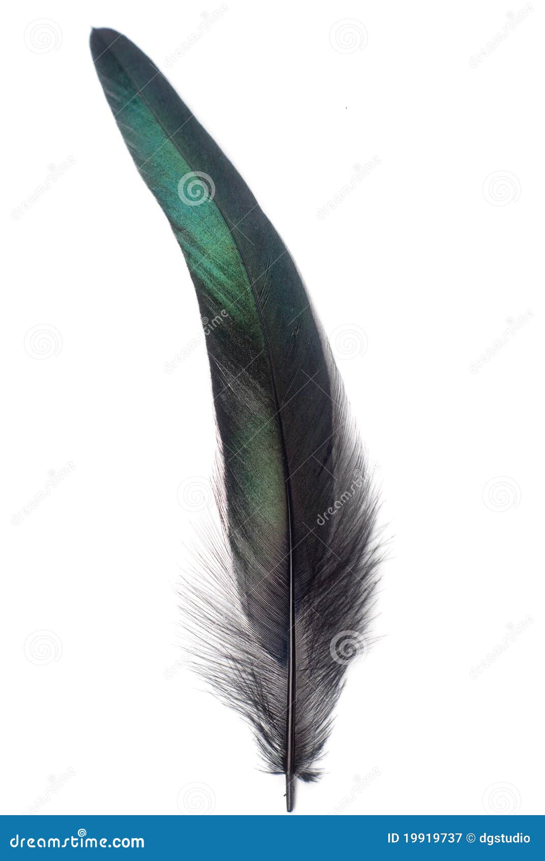 Pluma imagen de archivo. Imagen de aislante, insignificante - 19919737