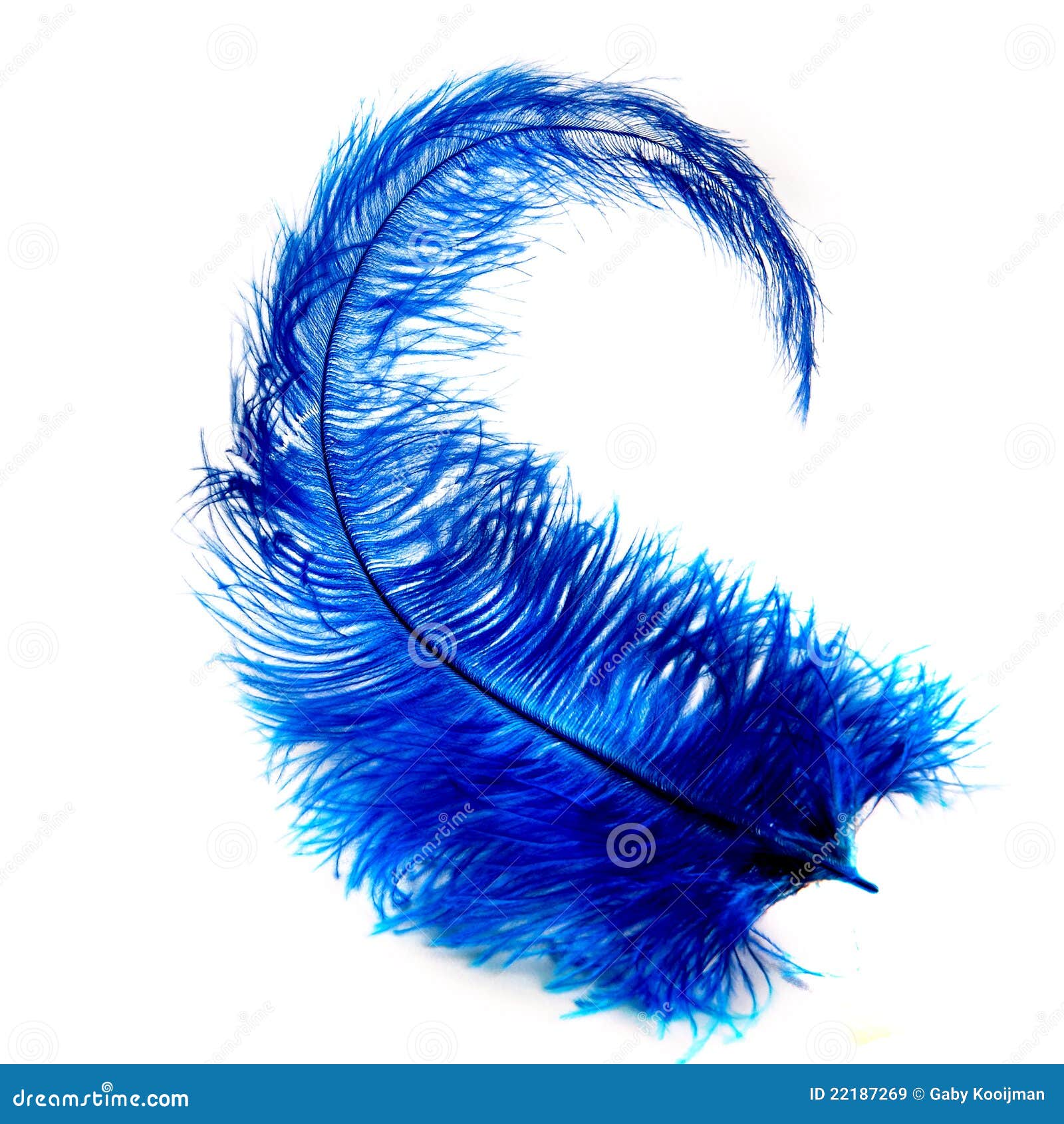 Pluma imagen de archivo. Imagen de cisne, plomo, delicado - 22187269