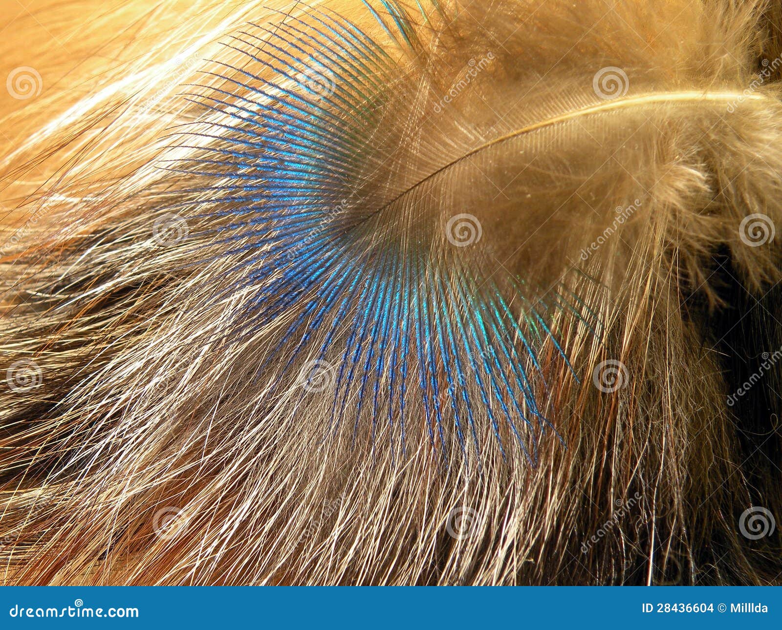 Pluma foto de archivo. Imagen de fondo, macro, pluma - 28436604