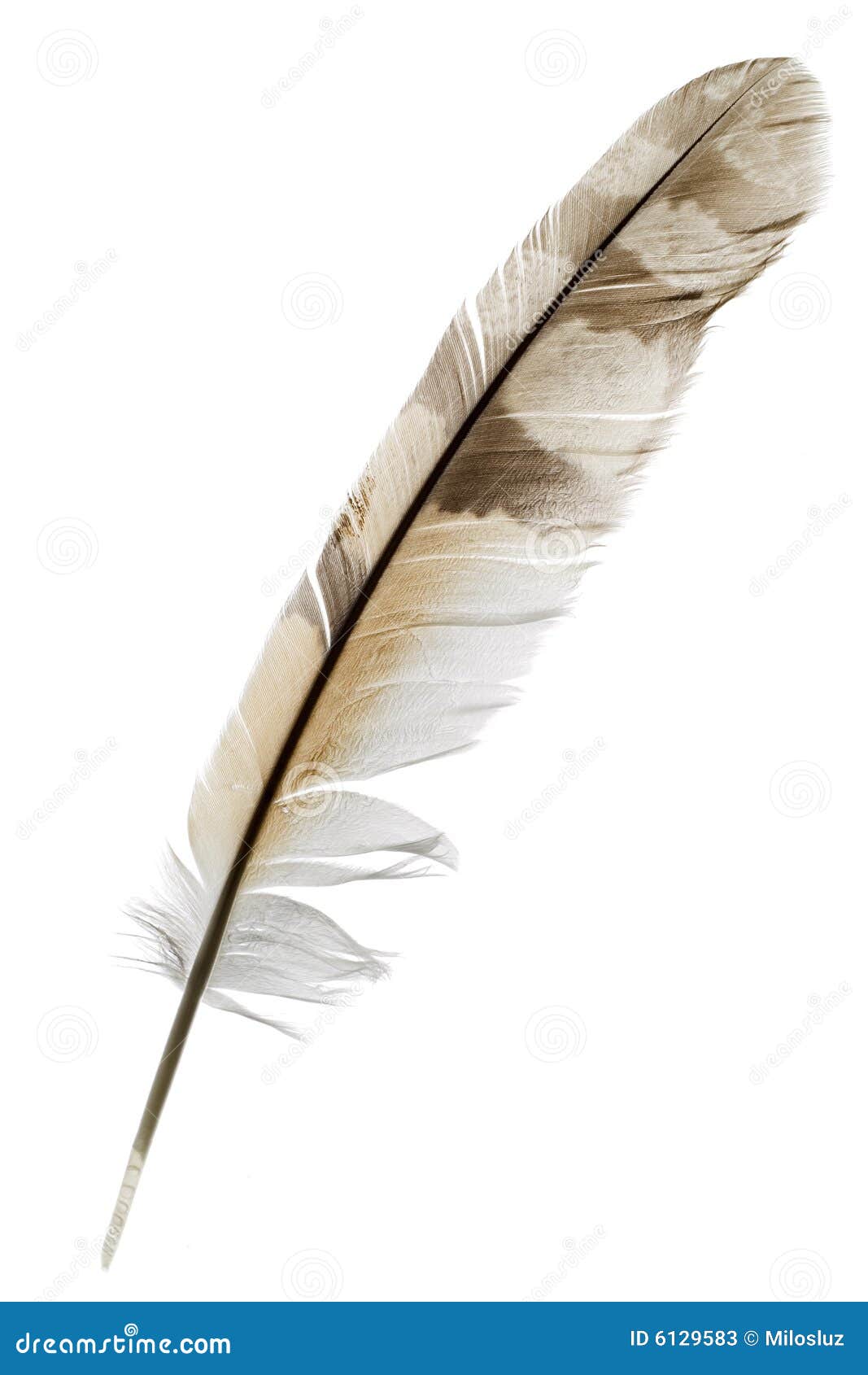 Pluma imagen de archivo. Imagen de abajo, plumaje, textura - 6129583