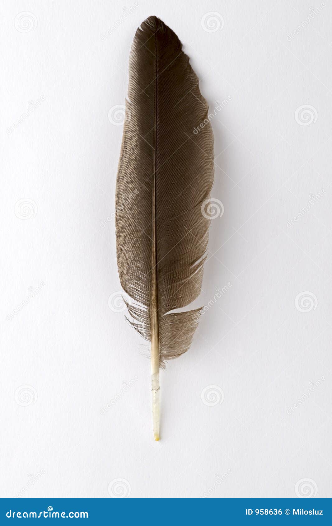 Pluma foto de archivo. Imagen de plomo, peso, plumaje, pluma - 958636