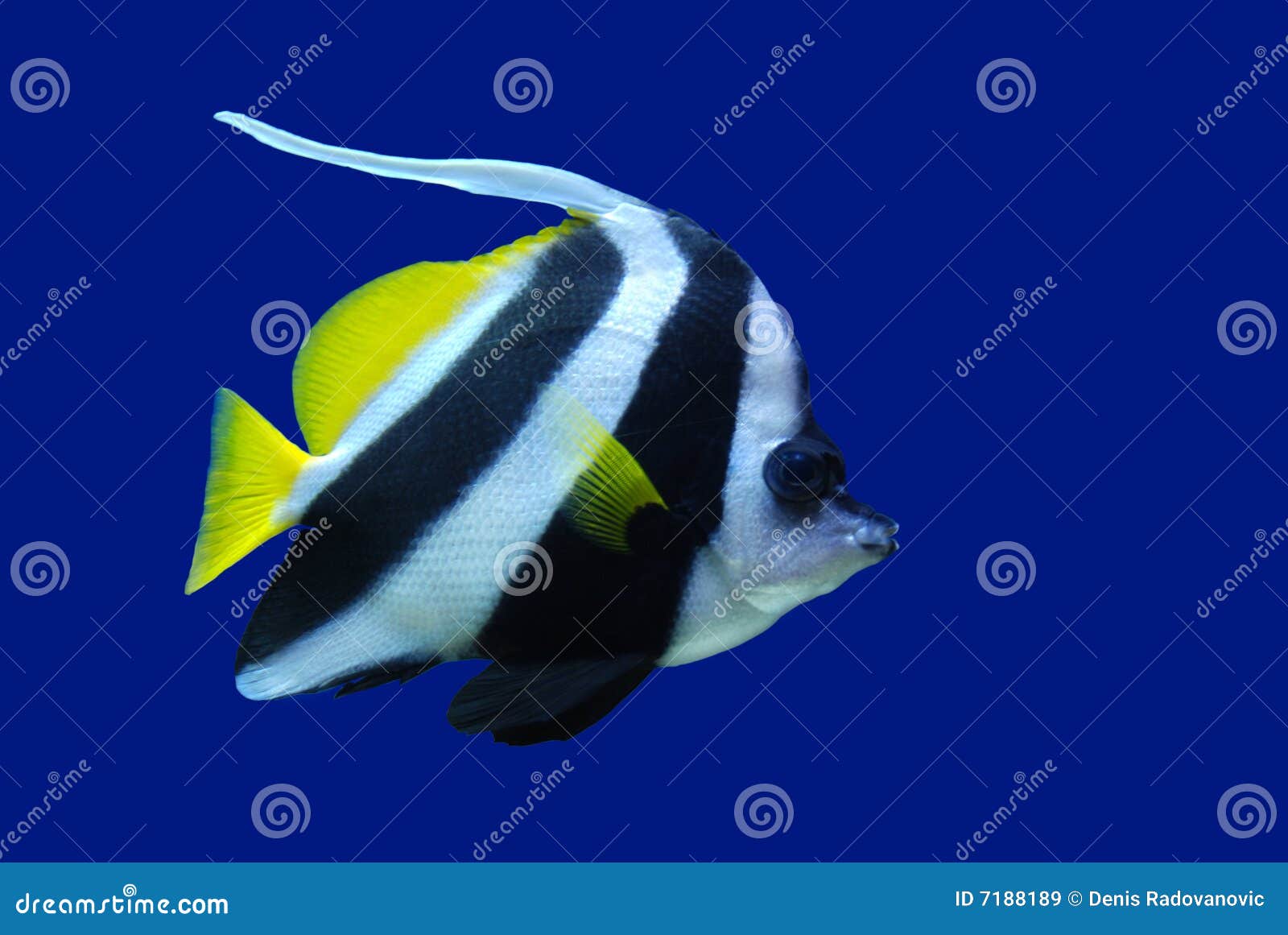 Pluma-Aleta Bullfish O Bannerfish Imagen de archivo - Imagen de rayado ...