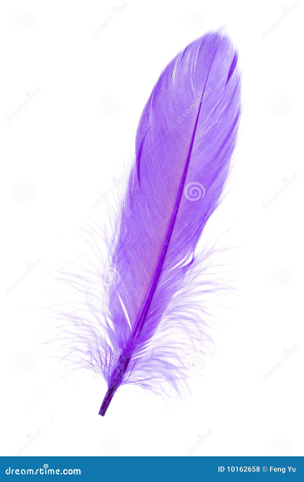 Pluma azul foto de archivo. Imagen de plumoso, blanco - 10162658