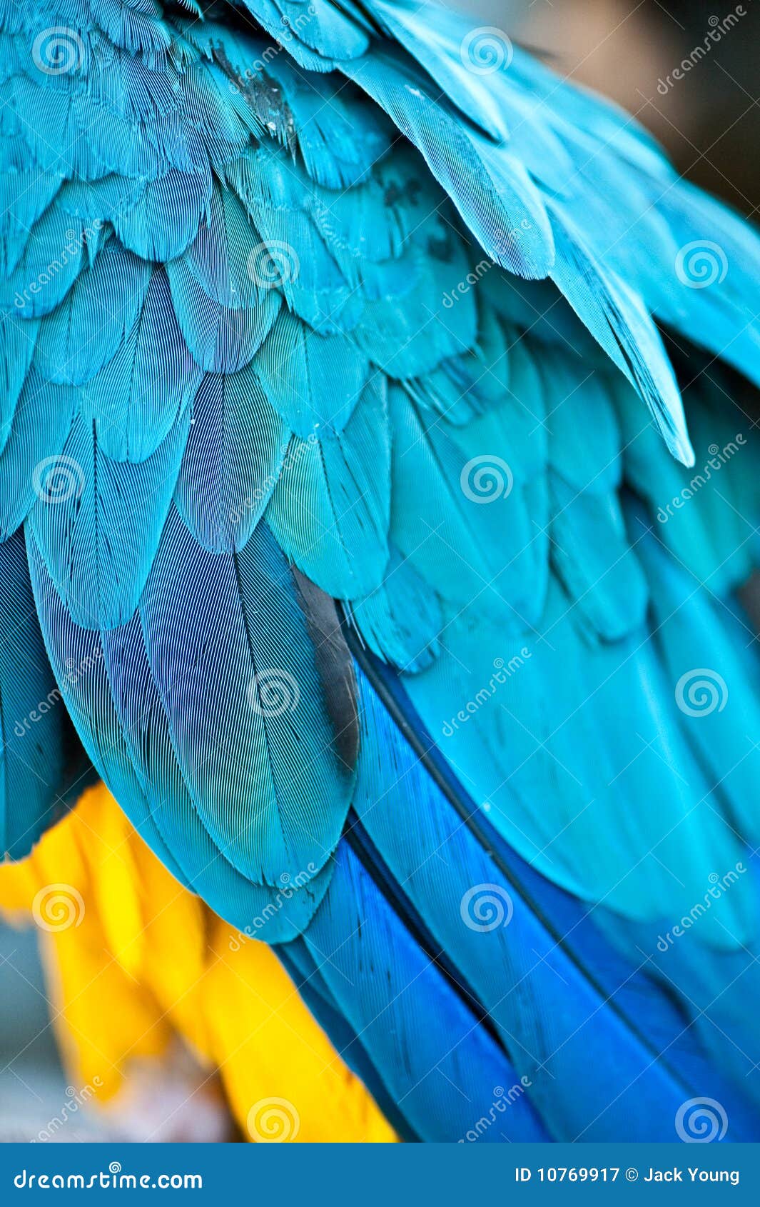 Pluma azul imagen de archivo. Imagen de elegante, raro - 10769917