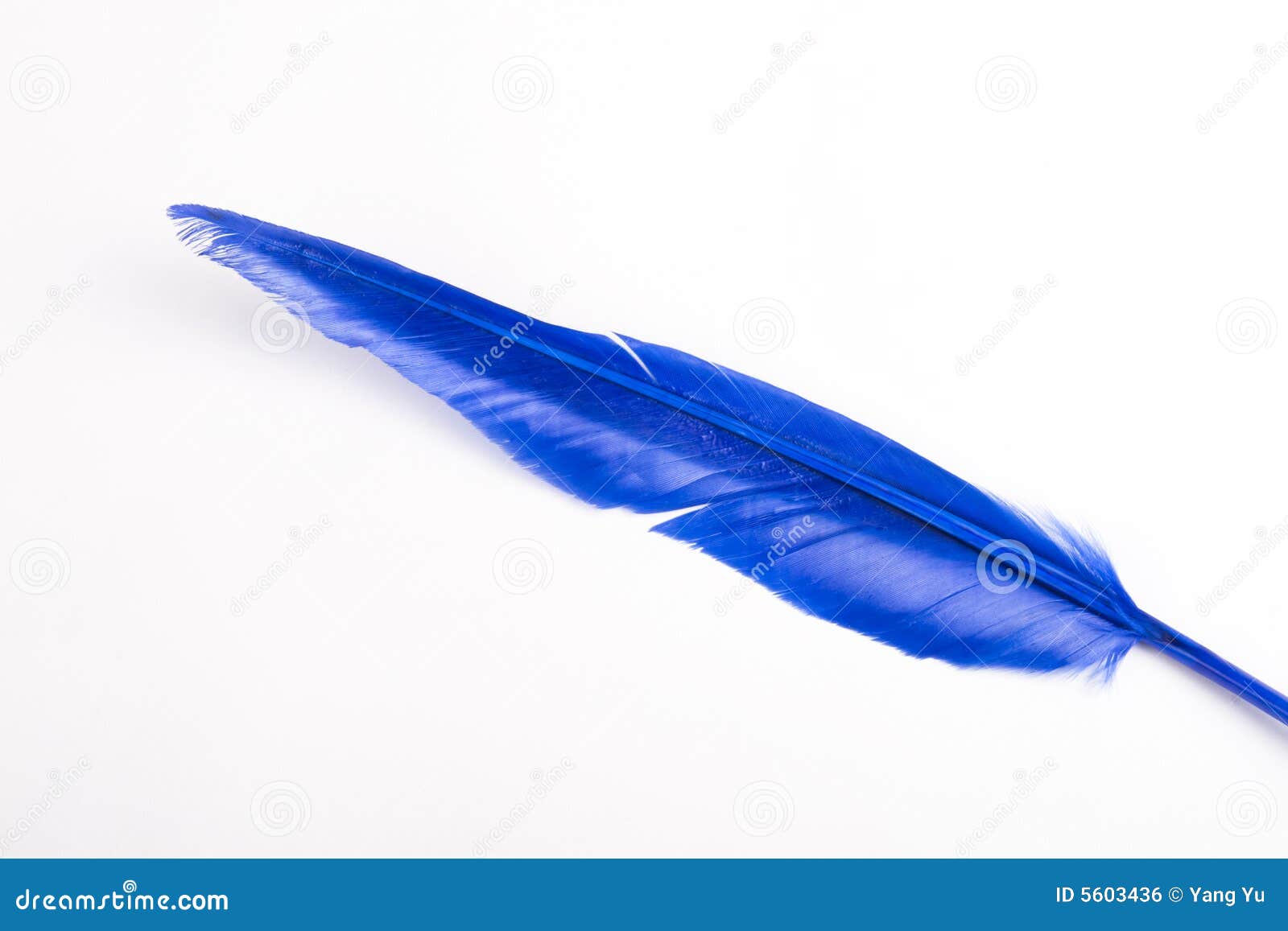 Pluma azul foto de archivo. Imagen de suave, negro, aire - 5603436