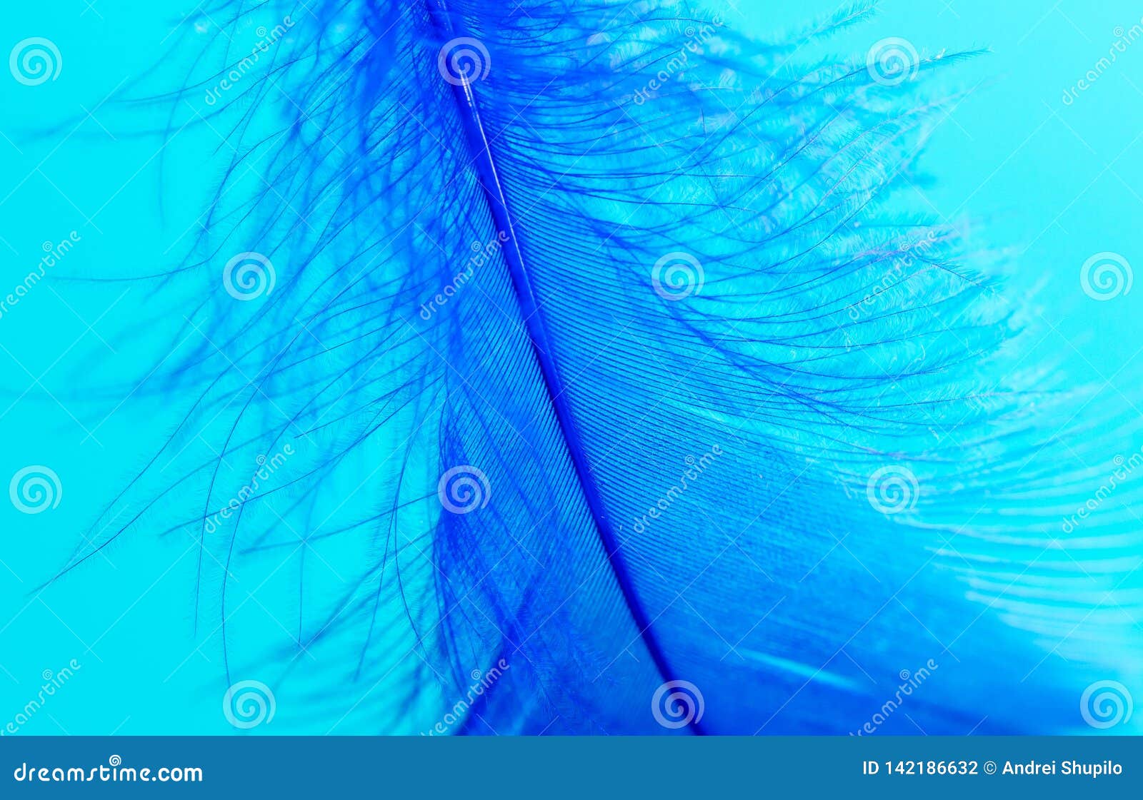 Pluma Azul Aislada En Fondo Azul Foto de archivo - Imagen de liso ...