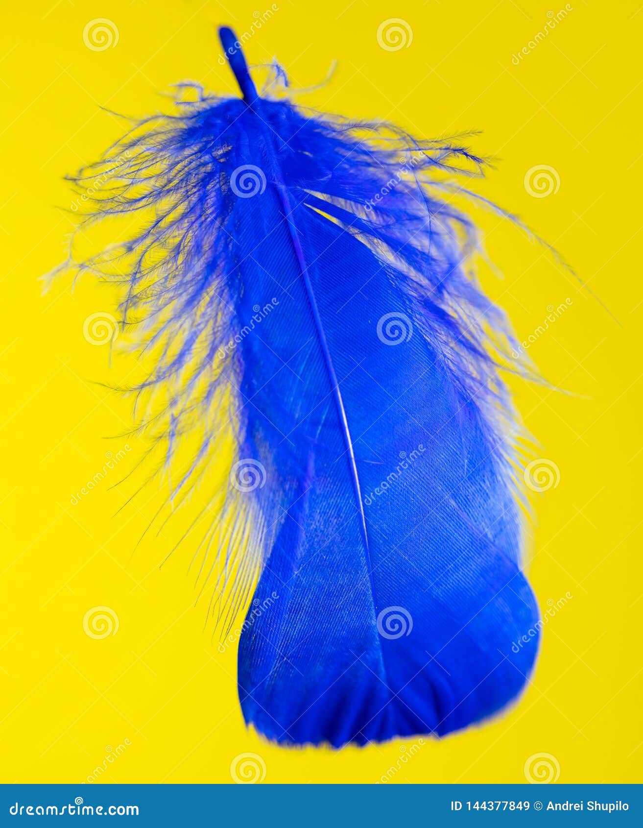 Pluma Azul Aislada En Fondo Amarillo Imagen de archivo - Imagen de ...