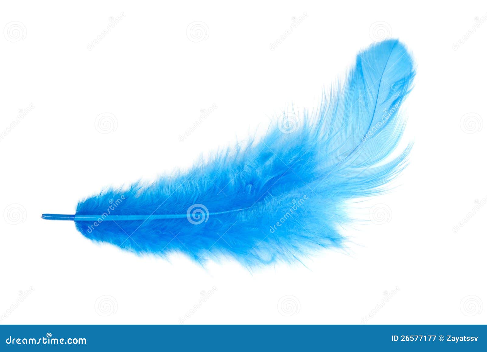 Pluma azul. aislado imagen de archivo. Imagen de elegante - 26577177