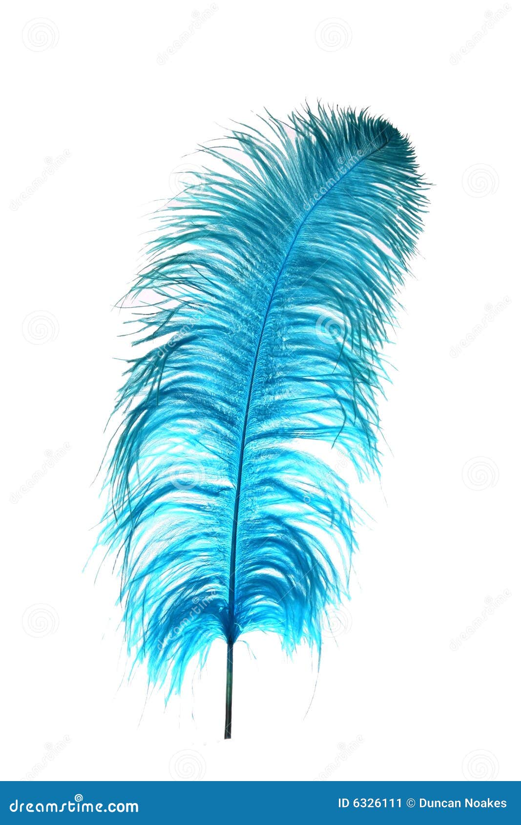 Pluma azul de la avestruz imagen de archivo. Imagen de animal - 6326111