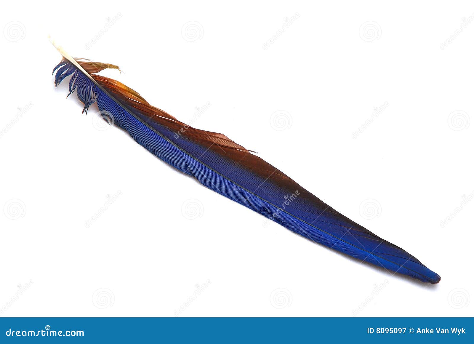 Pluma azul grande imagen de archivo. Imagen de estudio - 8095097