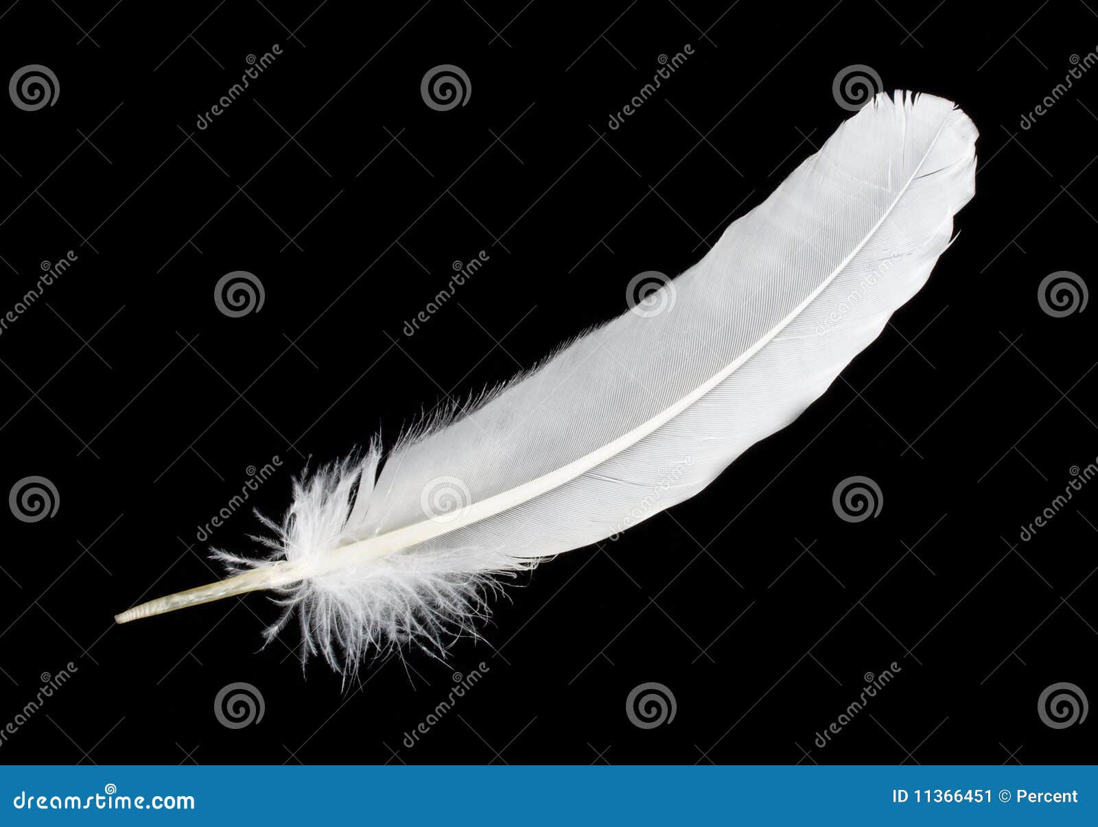 Pluma Blanca Grande Imagen de archivo - Imagen: 11366451