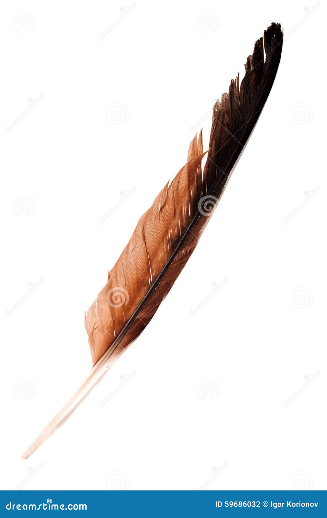 Pluma De Eagle En El Fondo Blanco Foto de archivo - Imagen de inestable ...