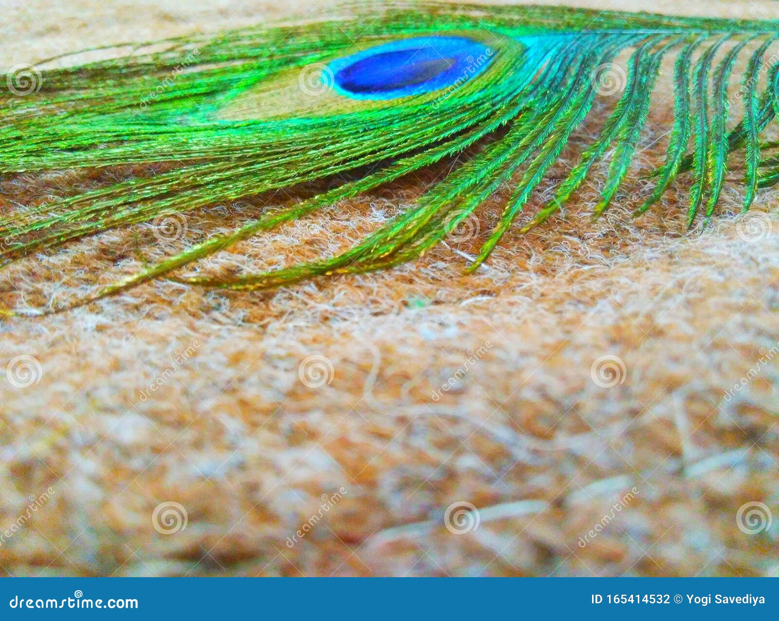 Pluma De Pavo Real Verde En Horizontal En El Suelo Foto de archivo ...