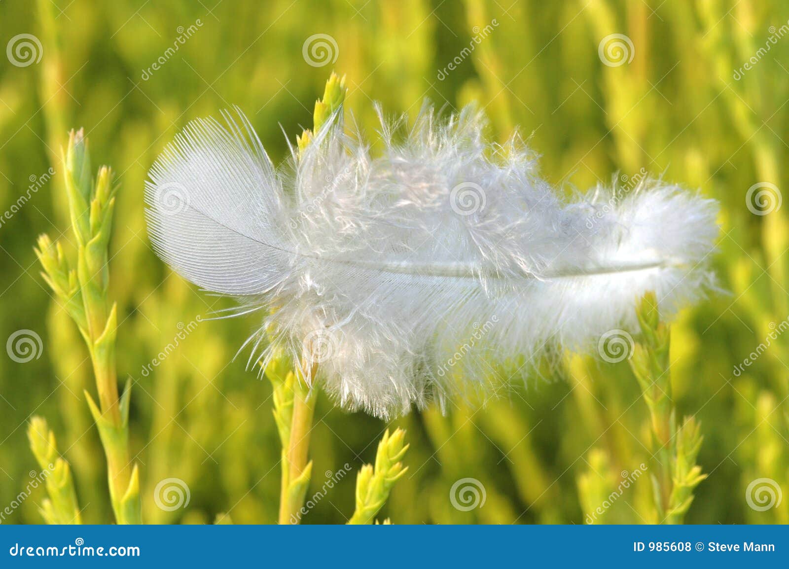 Pluma del ángel foto de archivo. Imagen de deseos, macro - 985608
