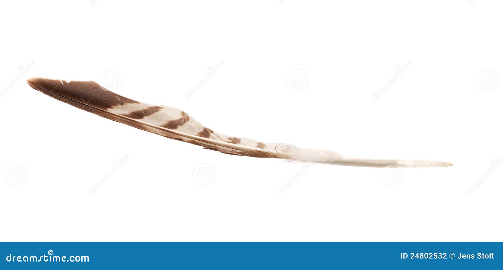 Pluma del ave rapaz foto de archivo. Imagen de plomo - 24802532