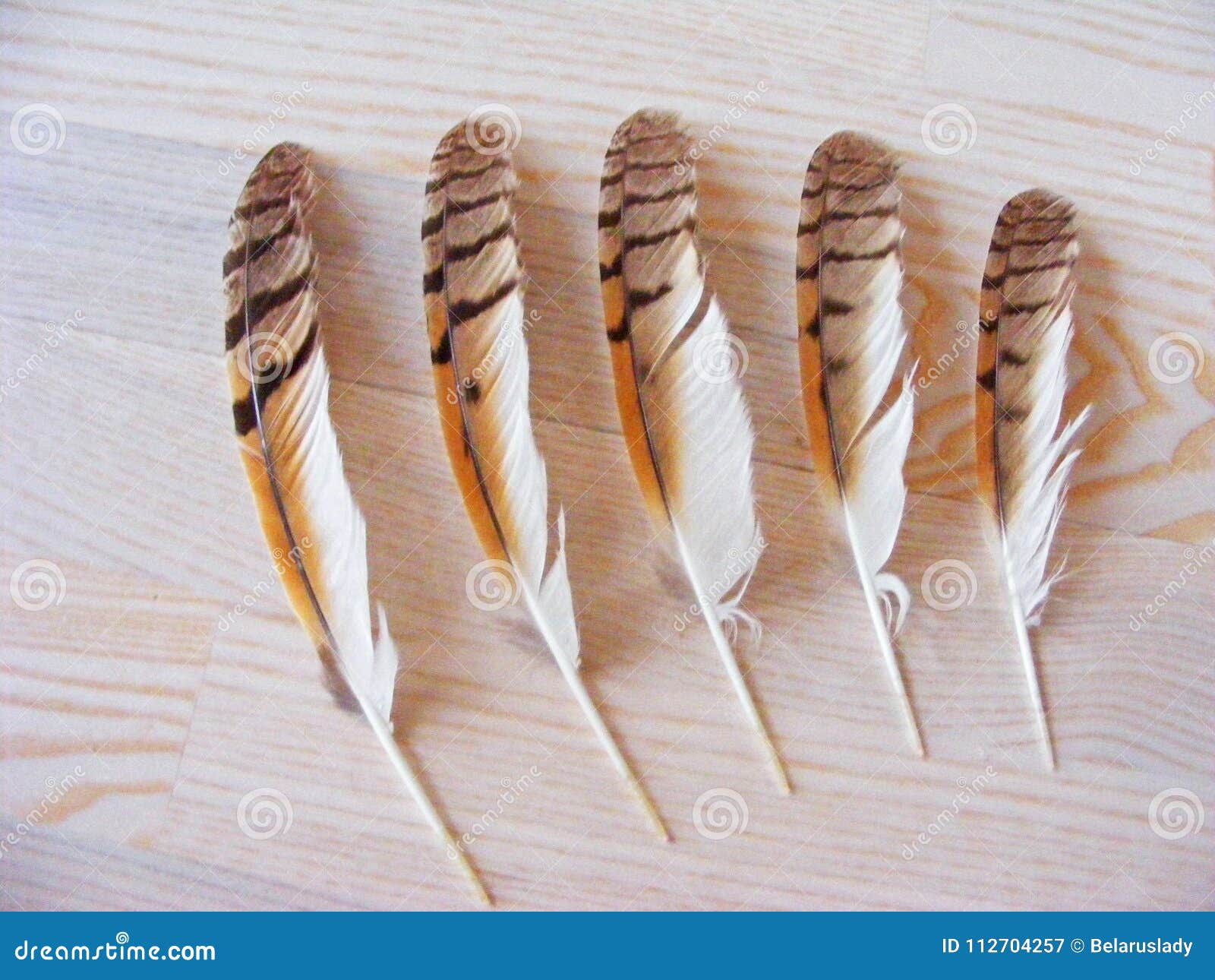 Pluma Del Ave Rapaz Fotos De Stock - Descarga 1,397 Fotos Libres de ...