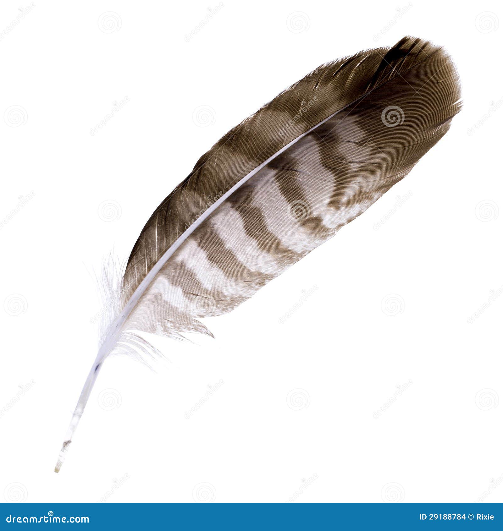 Pluma del halcón foto de archivo. Imagen de elegante - 29188784
