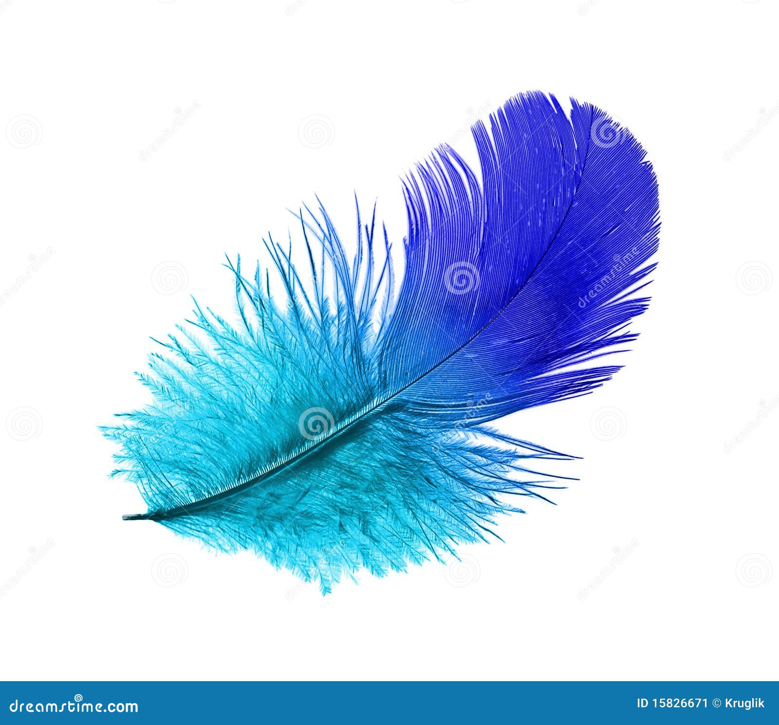 Pluma Del Pájaro Azul Imagen de archivo - Imagen: 15826671