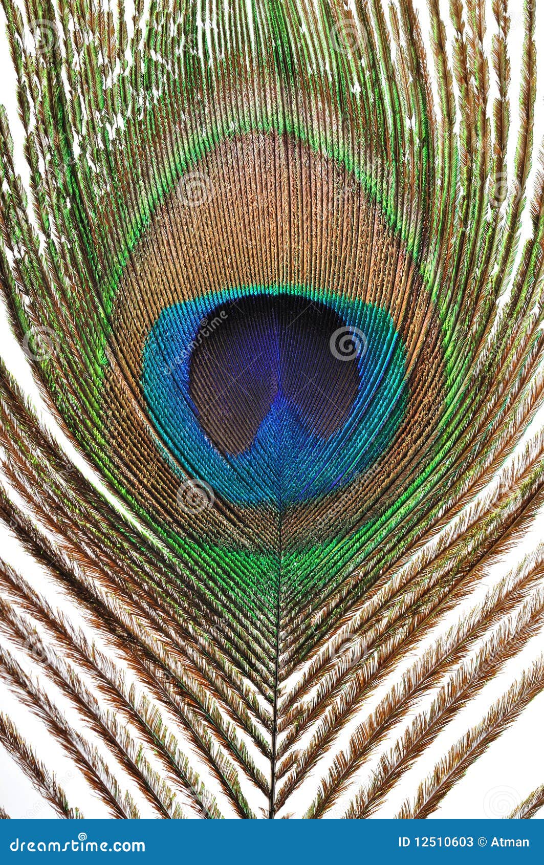 Pluma del pavo real imagen de archivo. Imagen de orgulloso - 12510603