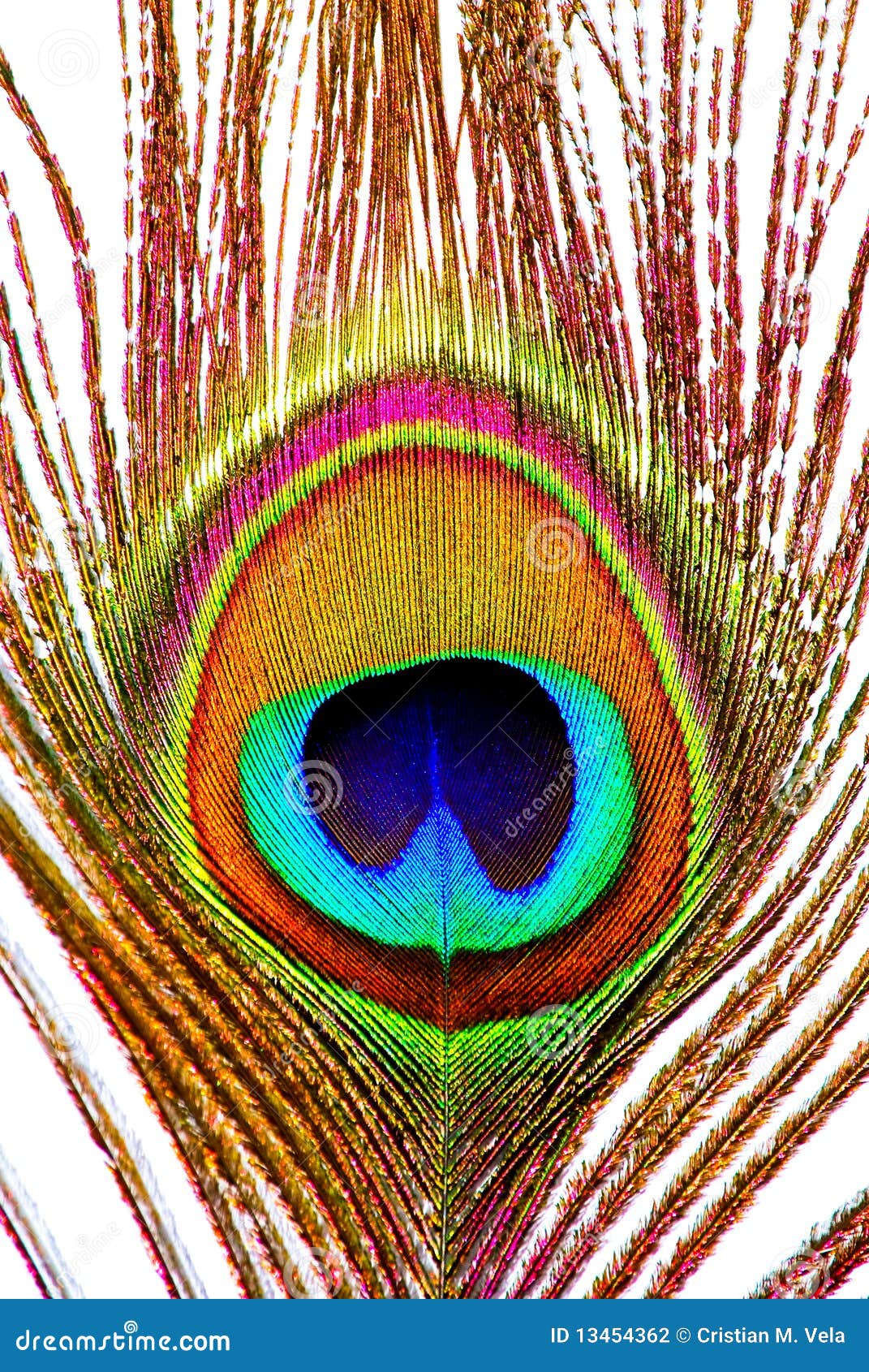 Pluma del pavo real foto de archivo. Imagen de color - 13454362