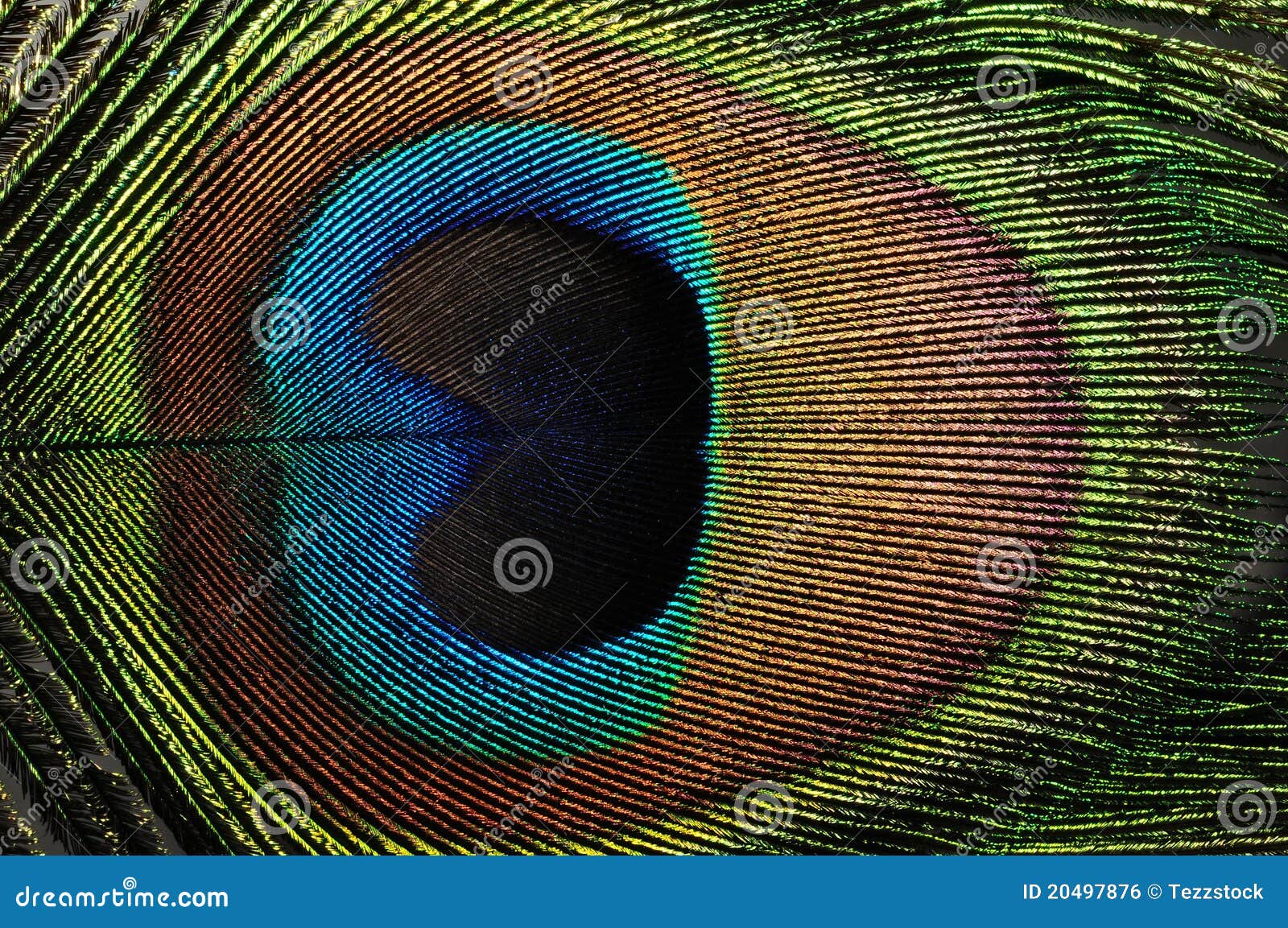Pluma del pavo real foto de archivo. Imagen de peacock - 20497876
