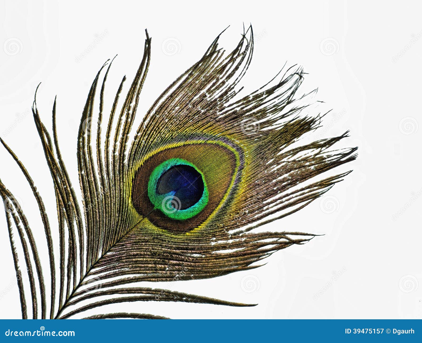 Pluma del pavo real imagen de archivo. Imagen de primer - 39475157