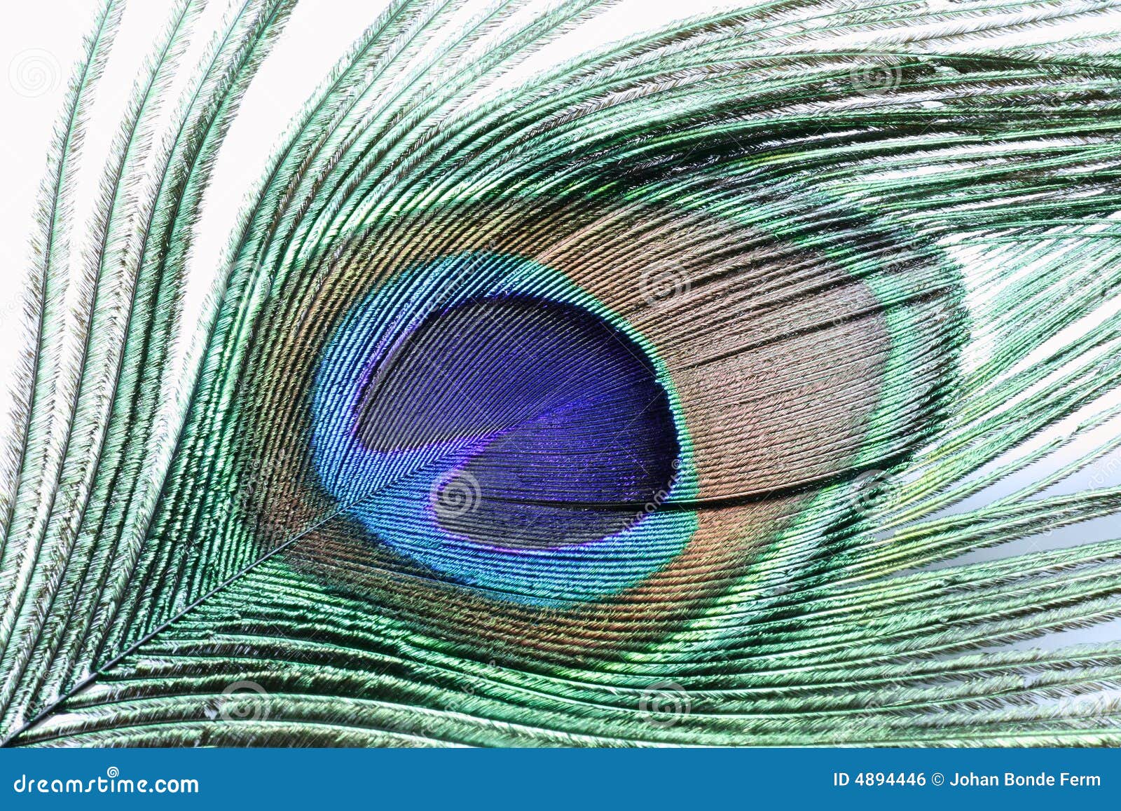 Pluma del pavo real foto de archivo. Imagen de colorido - 4894446