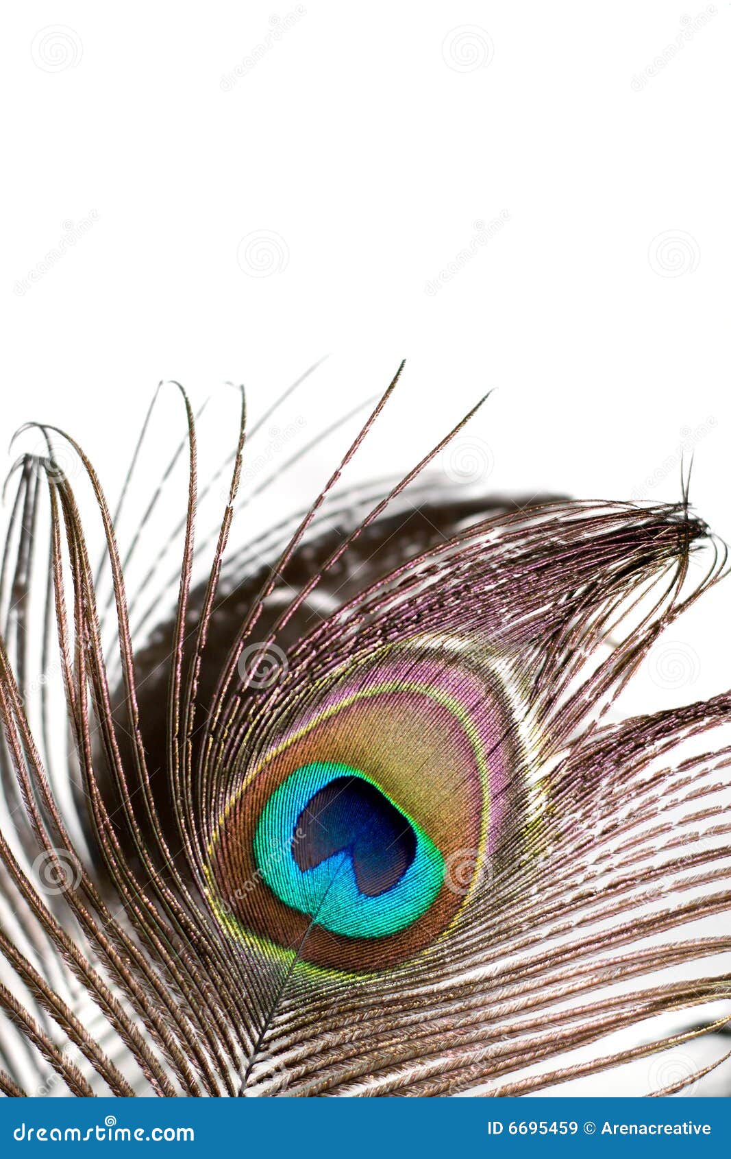 Pluma del pavo real imagen de archivo. Imagen de elaborado - 6695459