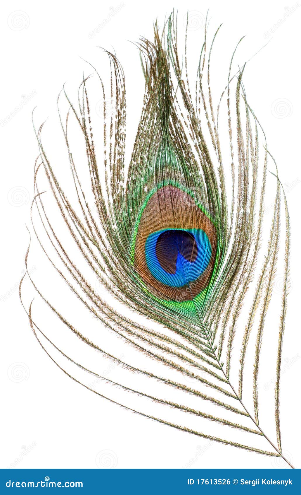 Pluma Del Pavo Real Aislada Foto de archivo - Imagen de elegancia ...