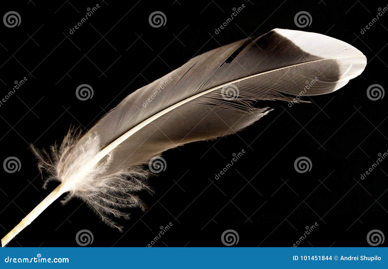 Pluma en un fondo negro foto de archivo. Imagen de magia - 101451844