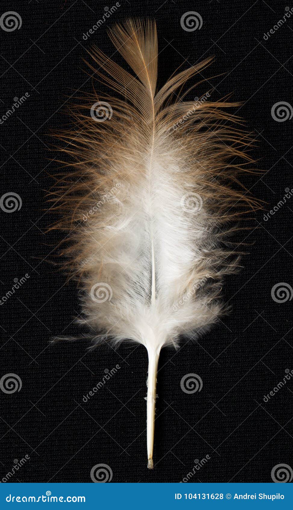 Pluma en un fondo negro foto de archivo. Imagen de pureza - 104131628