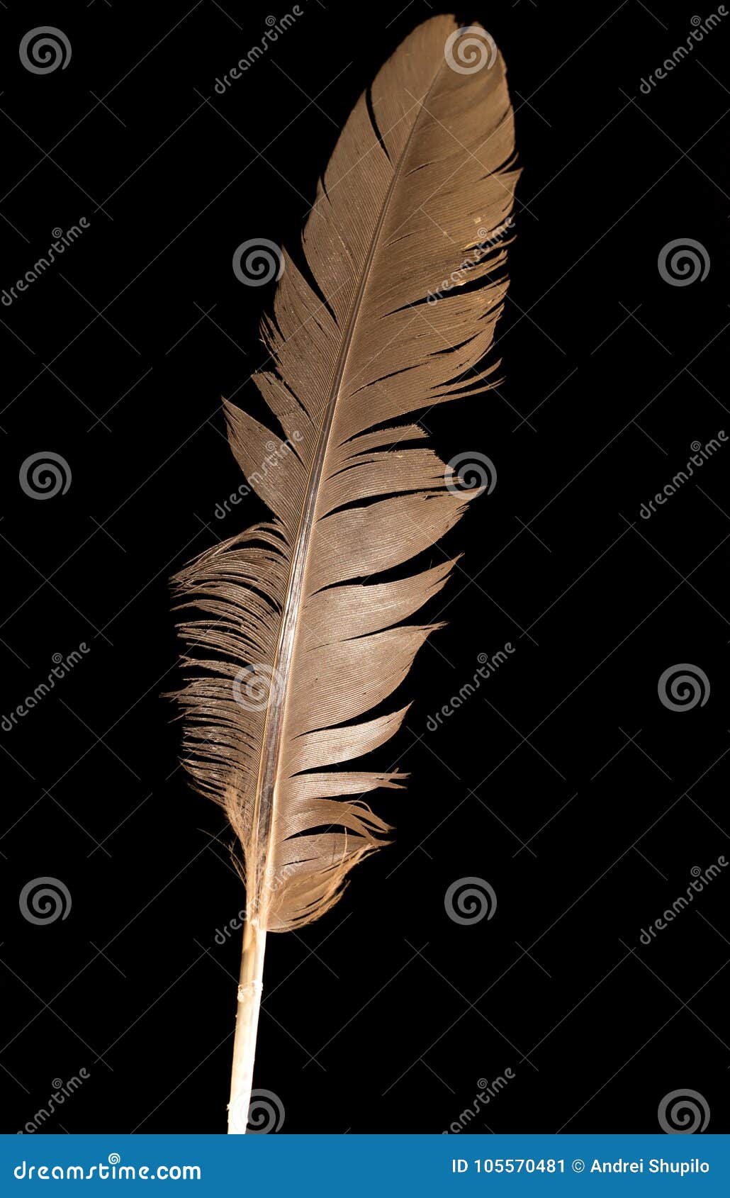 Pluma en un fondo negro imagen de archivo. Imagen de canilla - 105570481