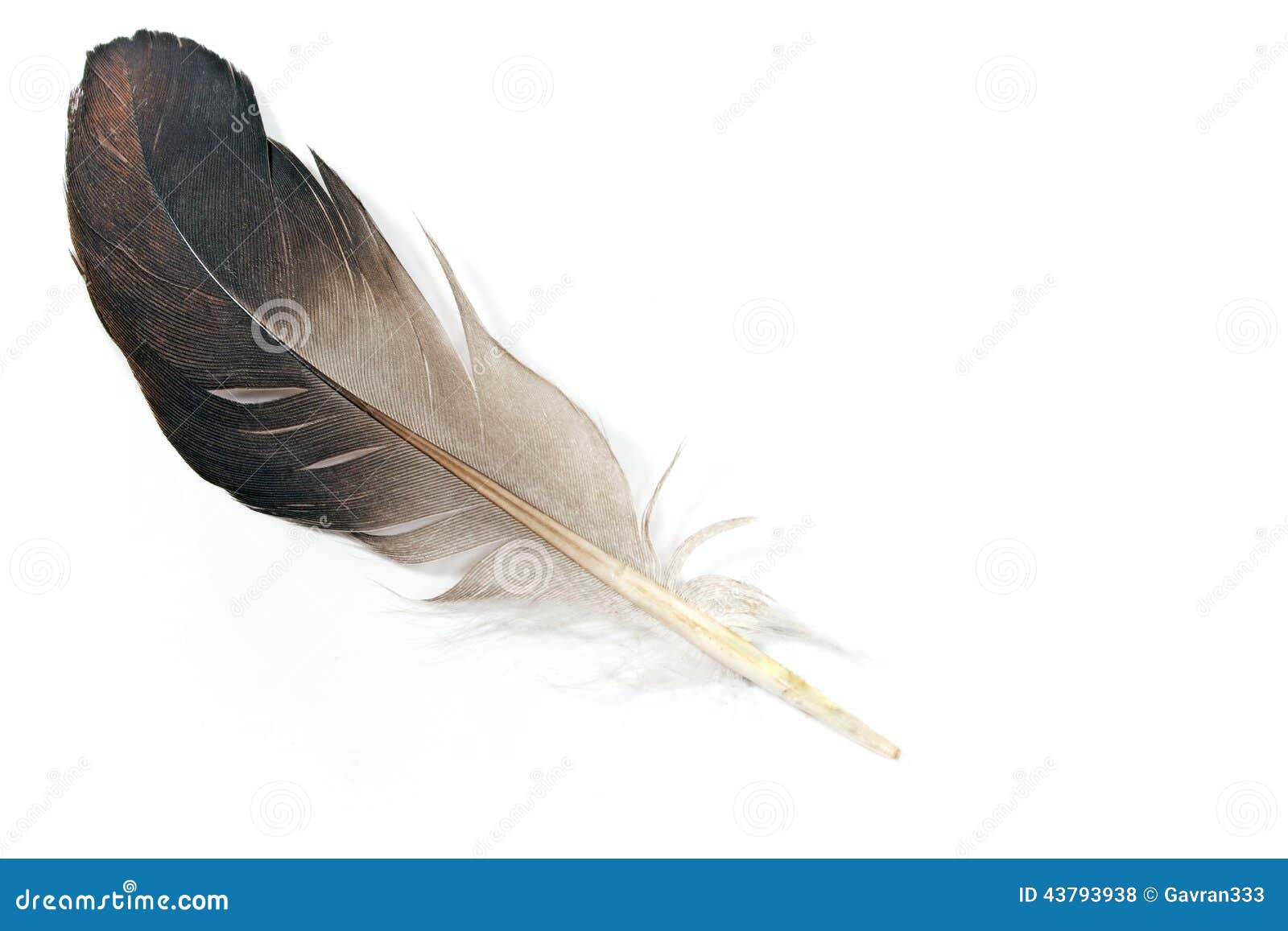 Pluma gris aislada foto de archivo. Imagen de plumaje - 43793938