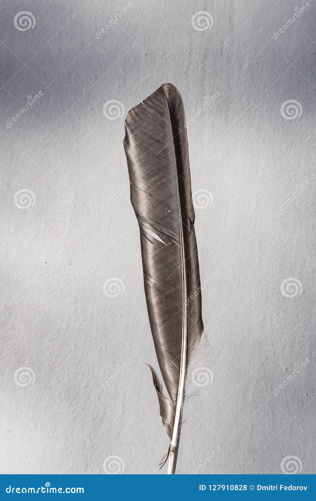 Pluma gris de la paloma foto de archivo. Imagen de piedra - 127910828