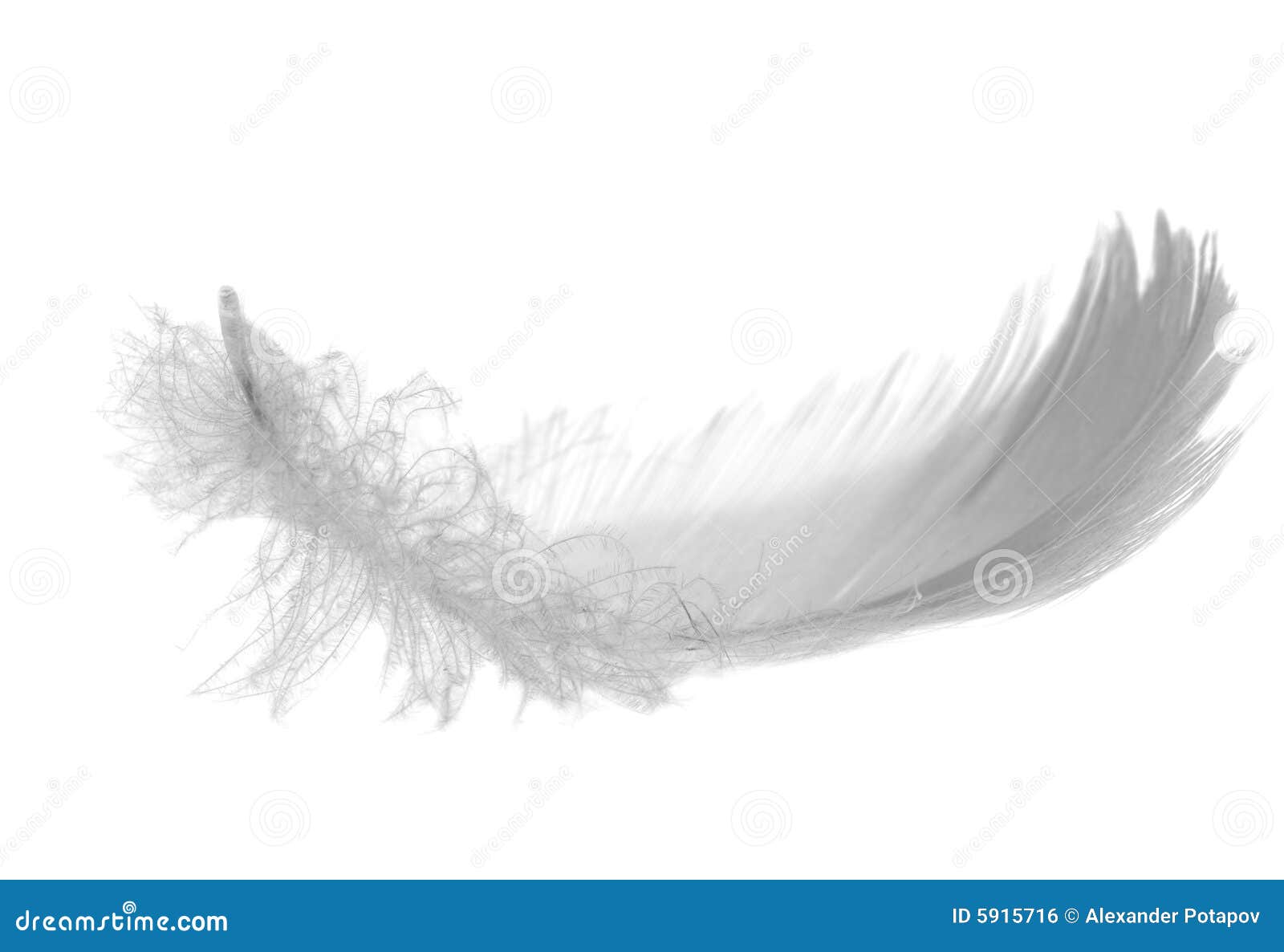 Pluma gris del cisne foto de archivo. Imagen de animal - 5915716