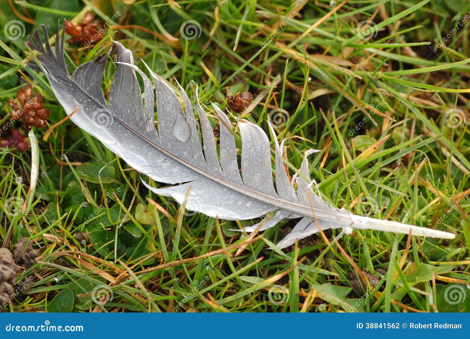 Pluma gris en hierba foto de archivo. Imagen de horizontal - 38841562