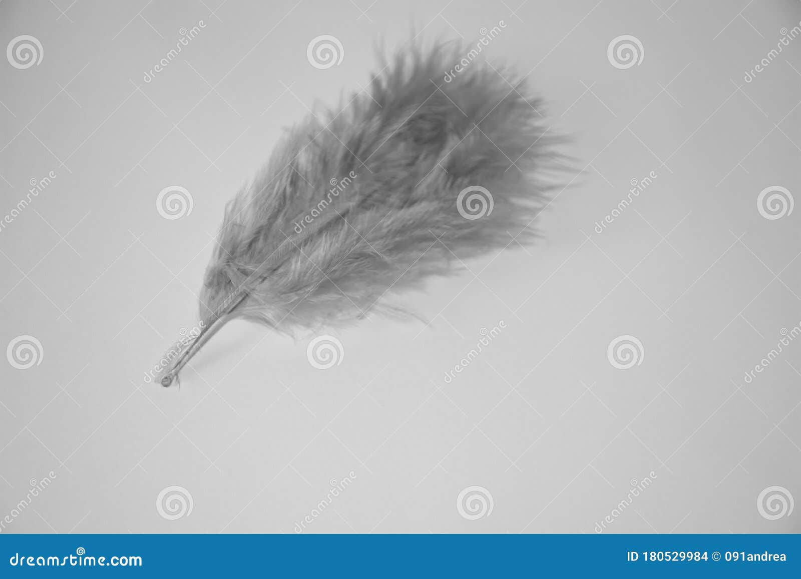 Pluma Gris Sobre Fondo Blanco Foto de archivo - Imagen de fondo, paloma ...