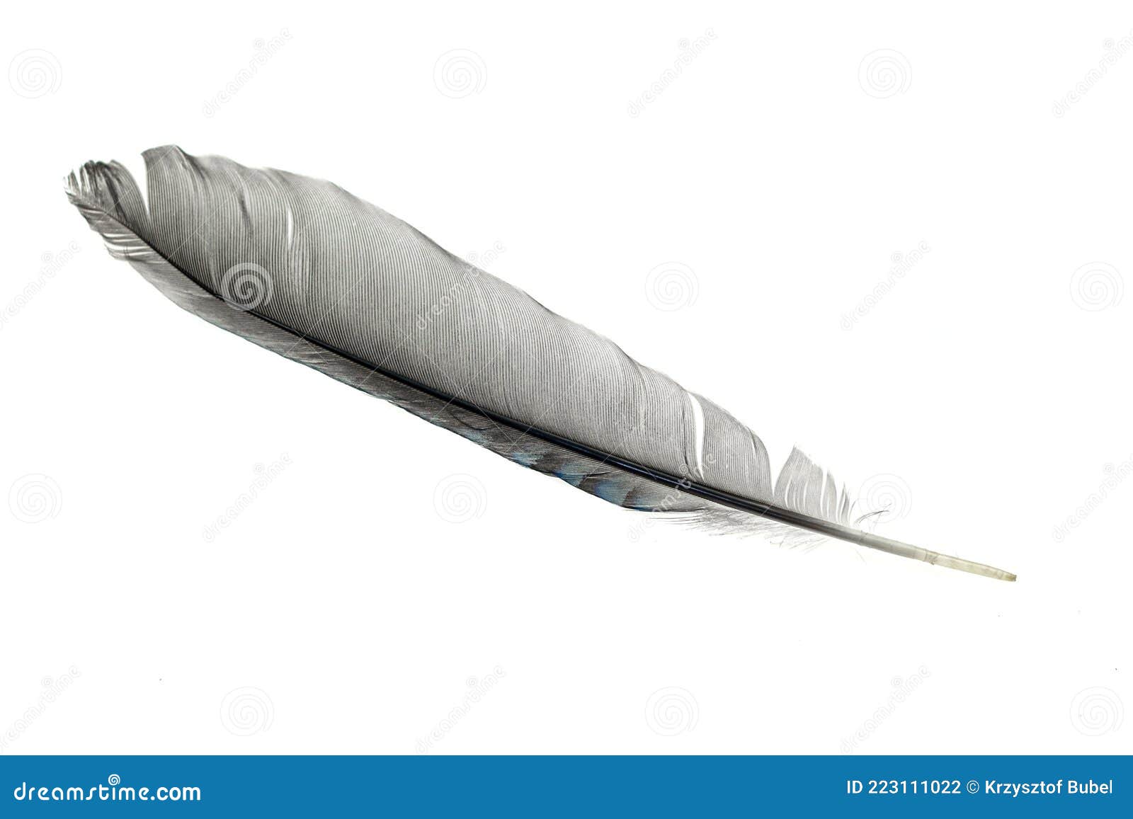 Pluma Gris Sobre Fondo Blanco Aislado Foto de archivo - Imagen de pollo ...