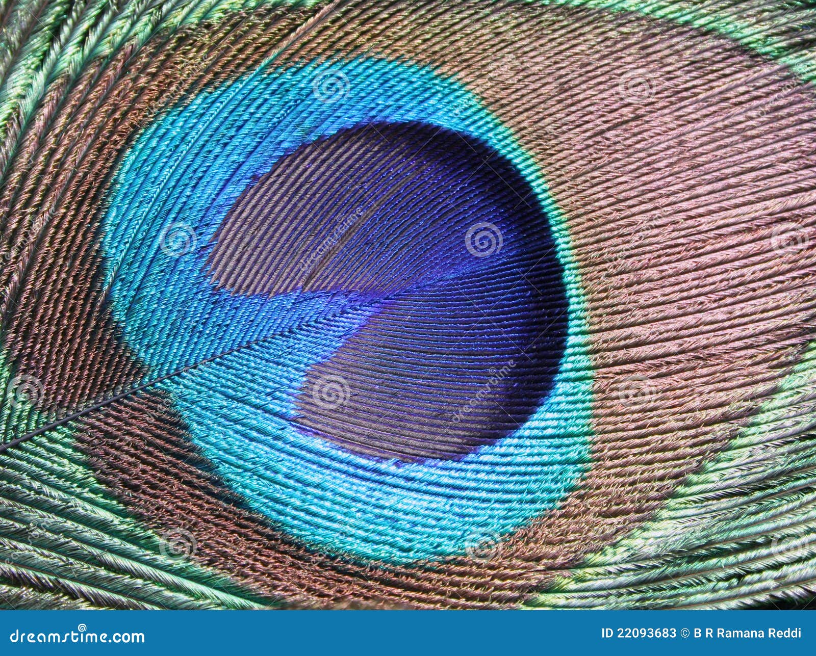 Pluma india del pavo real imagen de archivo. Imagen de detalle - 22093683