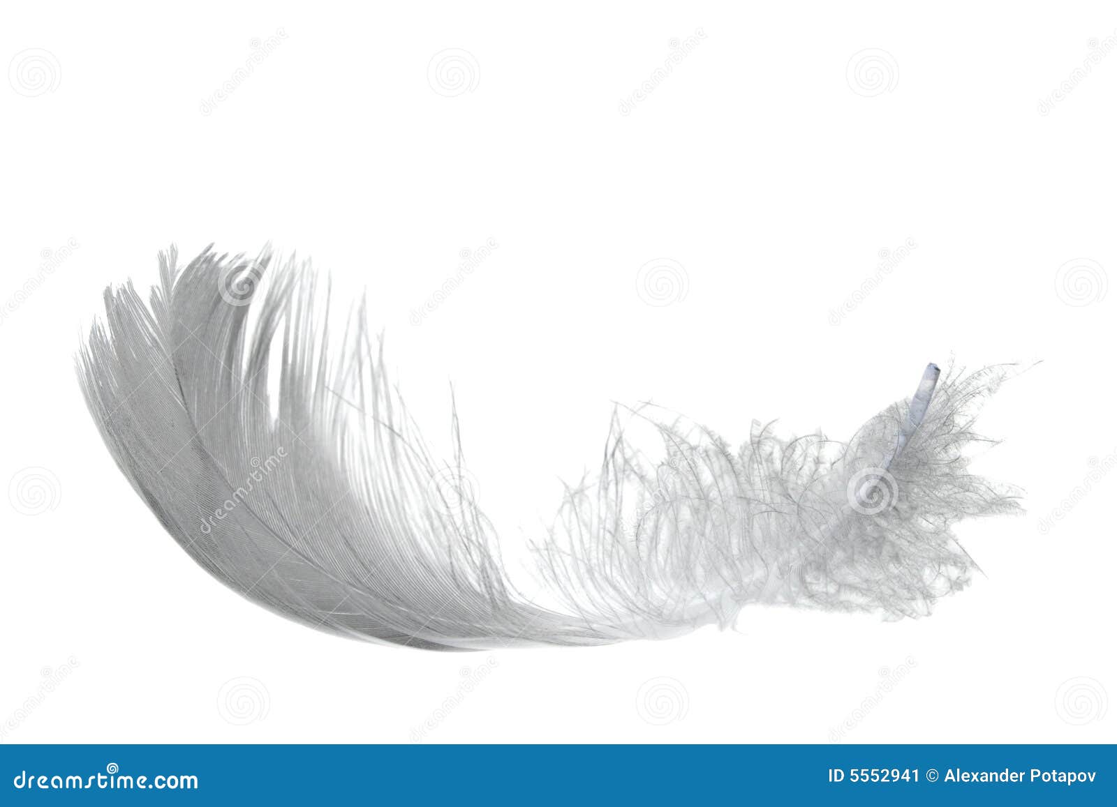 Pluma ligera del cisne imagen de archivo. Imagen de cisne - 5552941