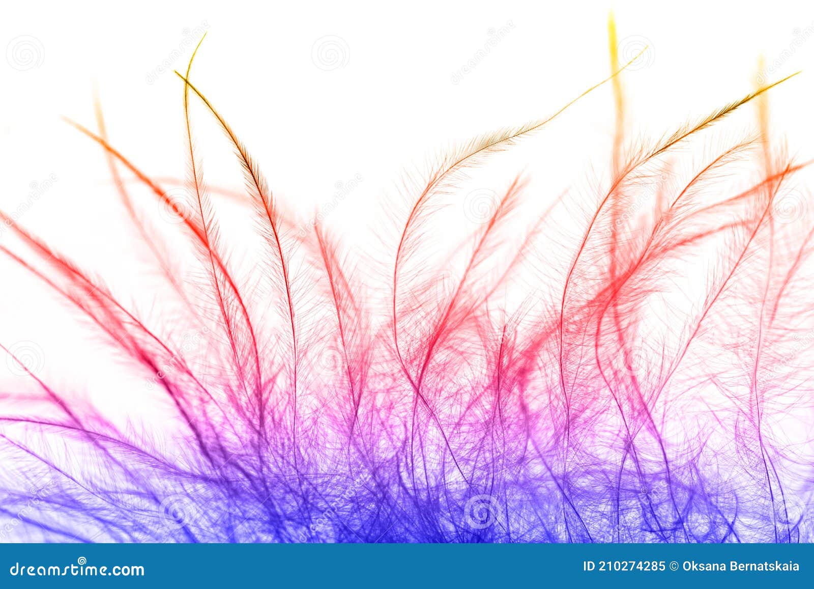 Pluma Multicolor Sobre Fondo Blanco Imagen de archivo - Imagen de ...