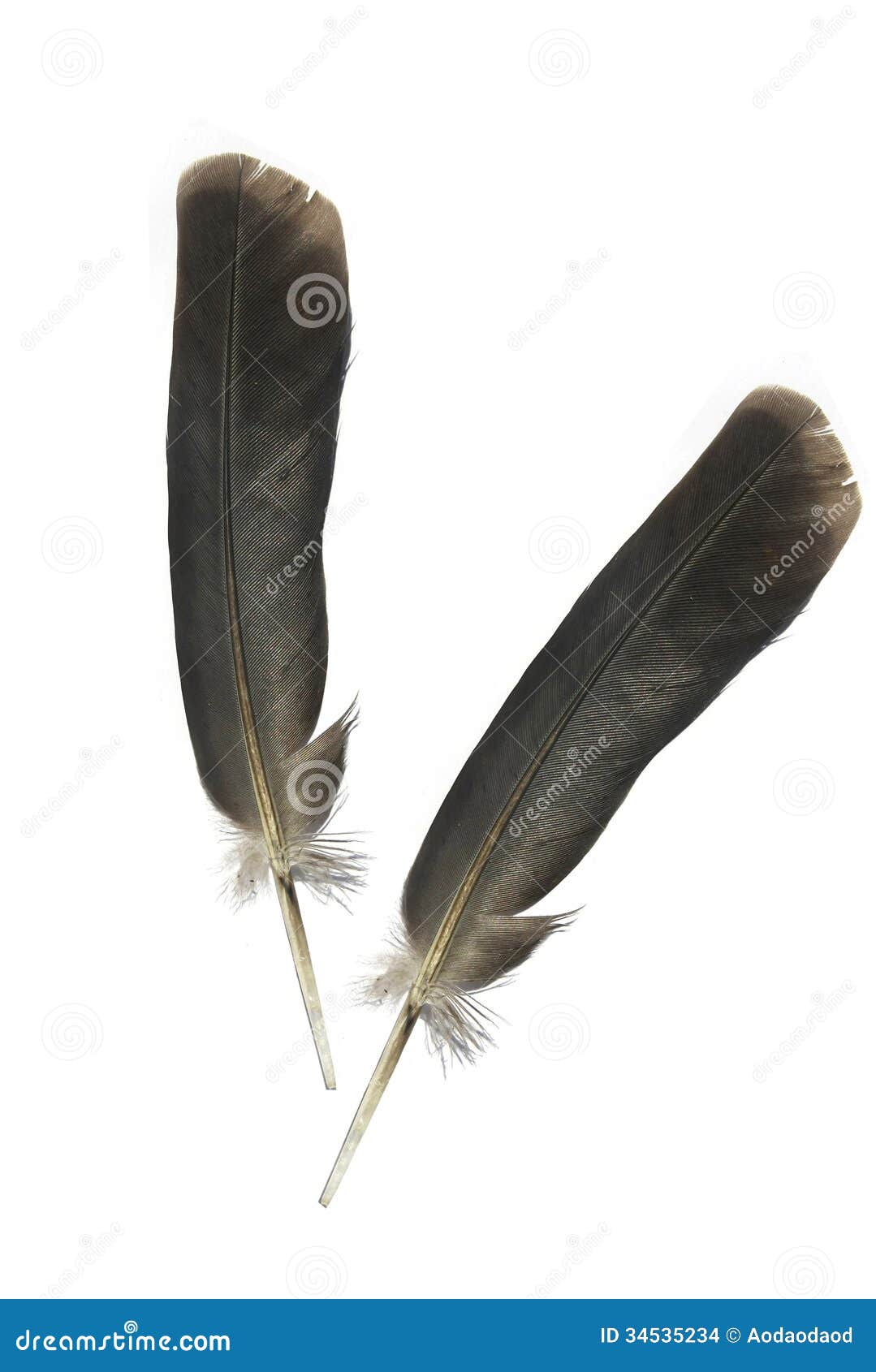 Pluma negra foto de archivo. Imagen de nadie, azul, icono - 34535234