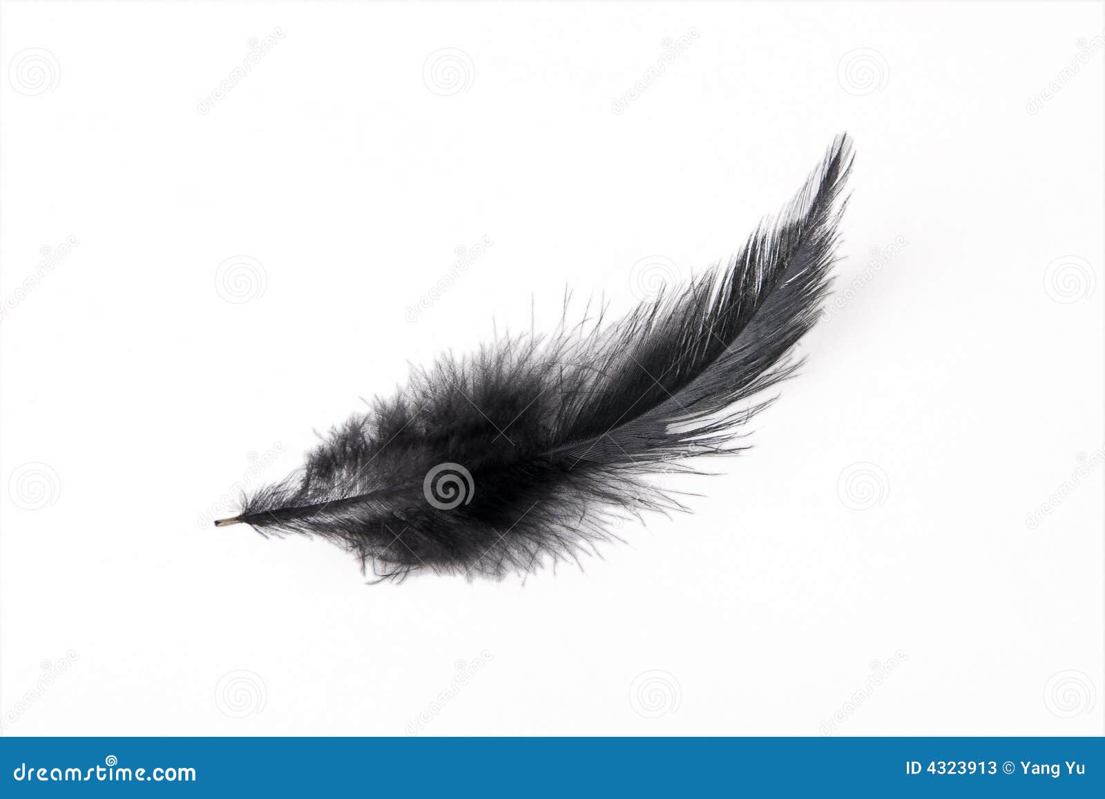 Pluma negra imagen de archivo. Imagen de fondo, ligereza - 4323913