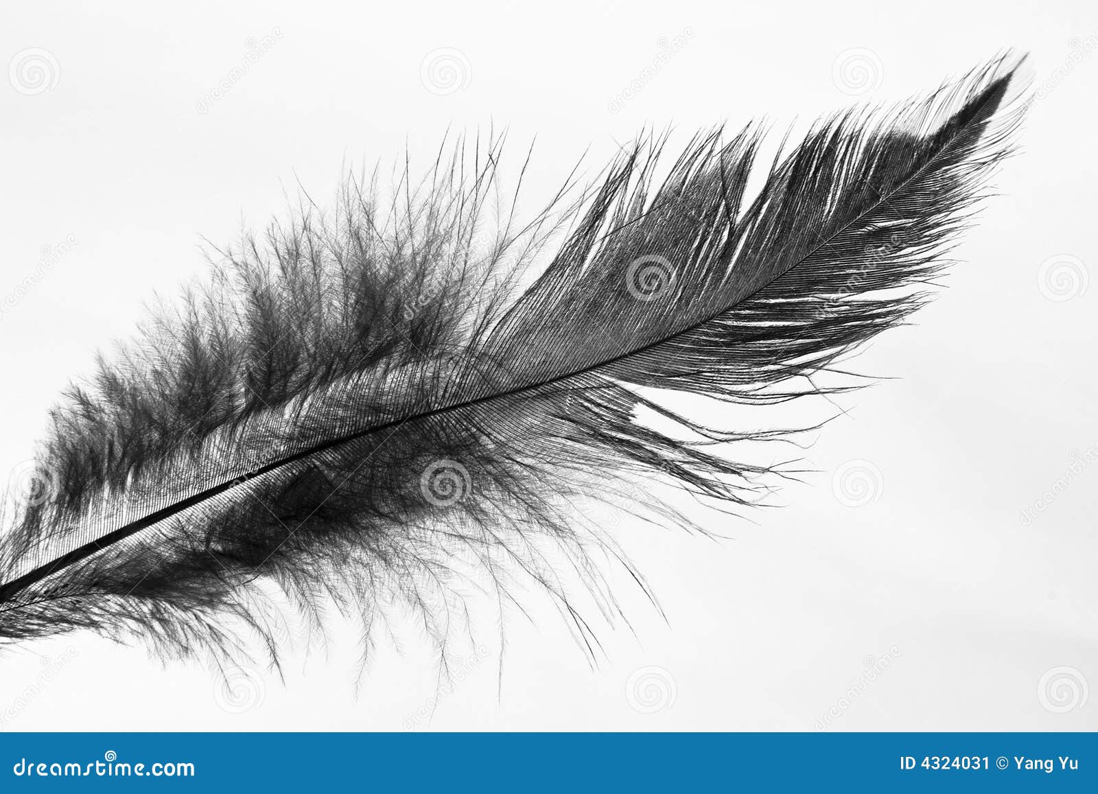 Pluma negra imagen de archivo. Imagen de delicado, plomo - 4324031