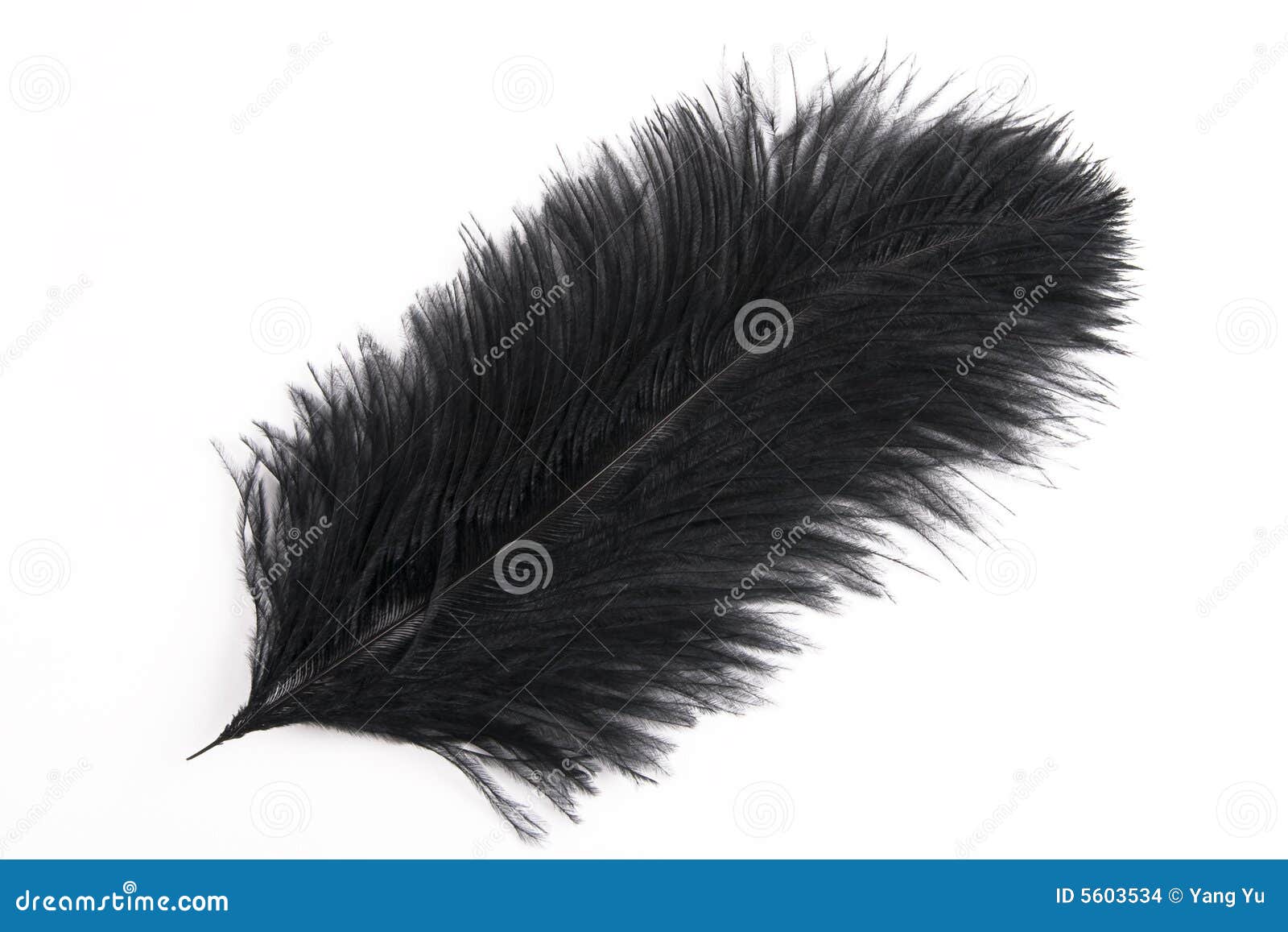 Pluma negra foto de archivo. Imagen de plumaje, blanco - 5603534