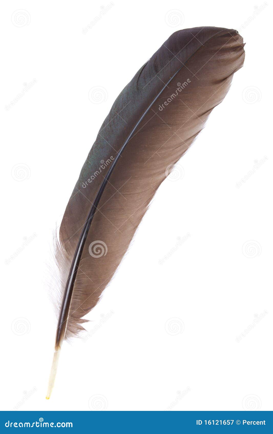 Pluma negra aislada imagen de archivo. Imagen de objeto - 16121657