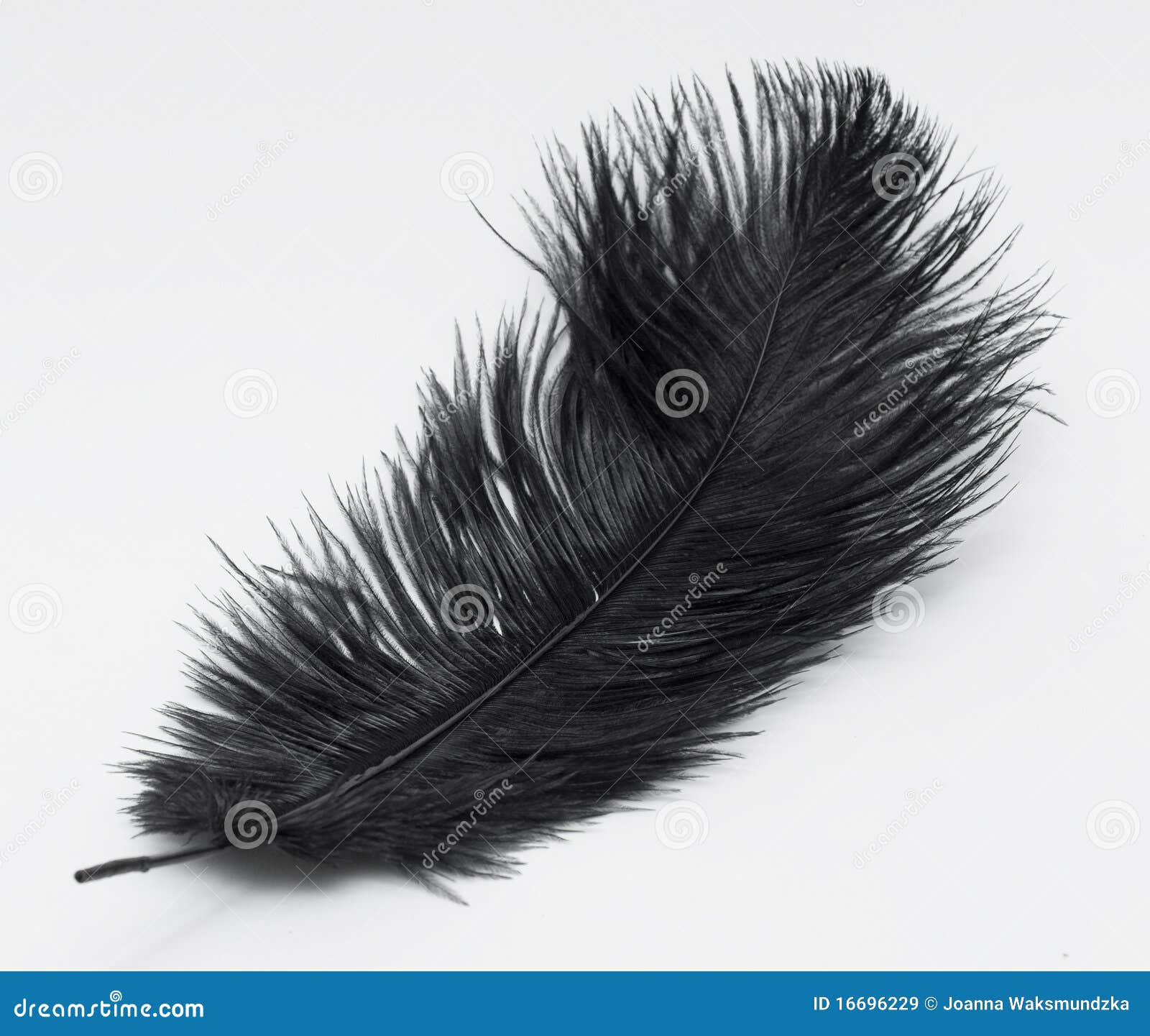 Pluma negra aislada imagen de archivo. Imagen de aislado - 16696229