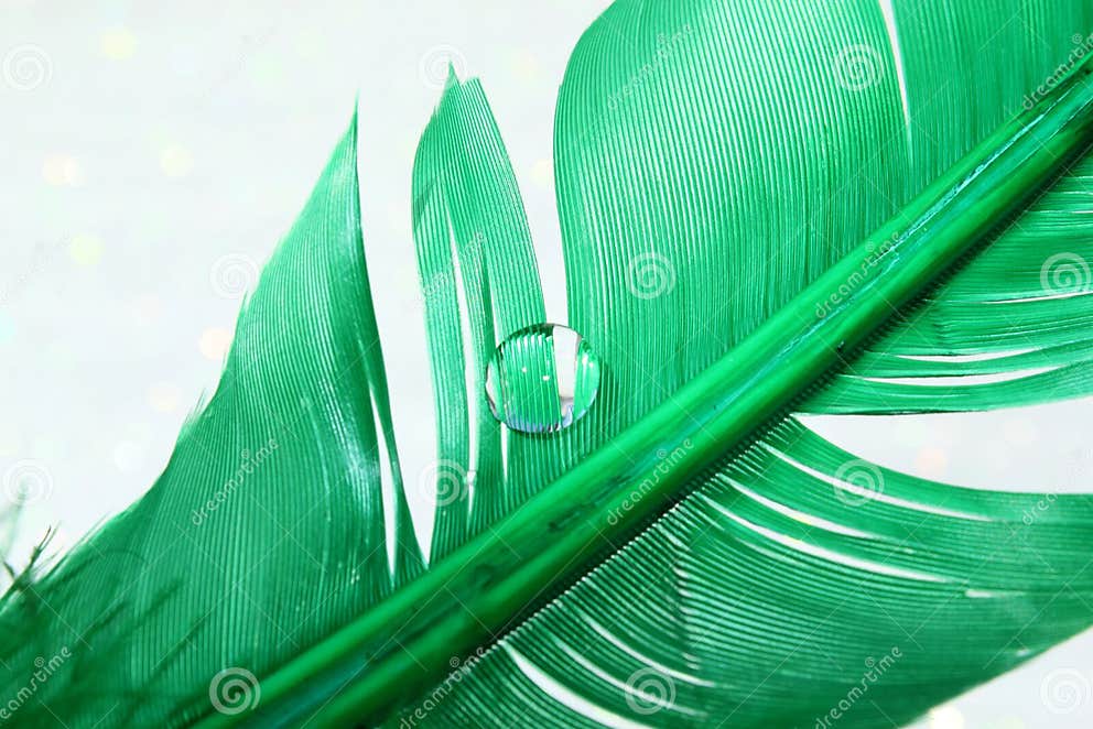 Pluma verde foto de archivo. Imagen de gotita, detalle - 32798596
