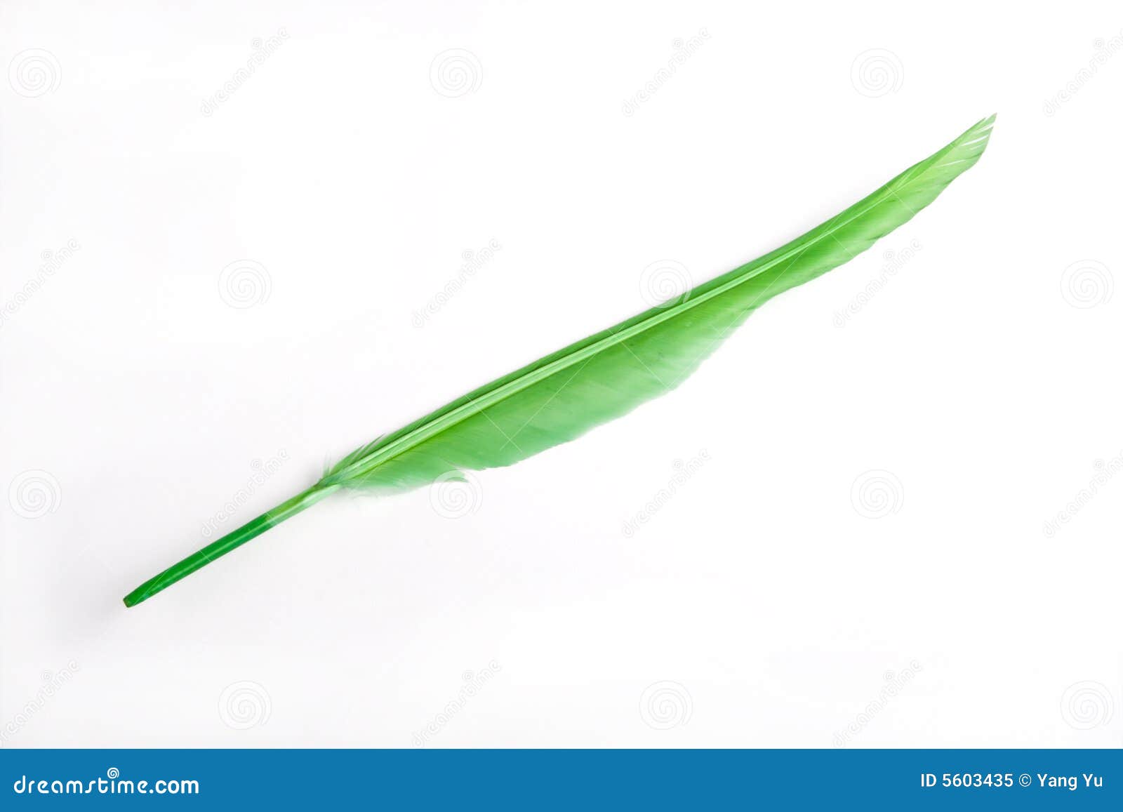 Pluma verde imagen de archivo. Imagen de colorido, suavidad - 5603435